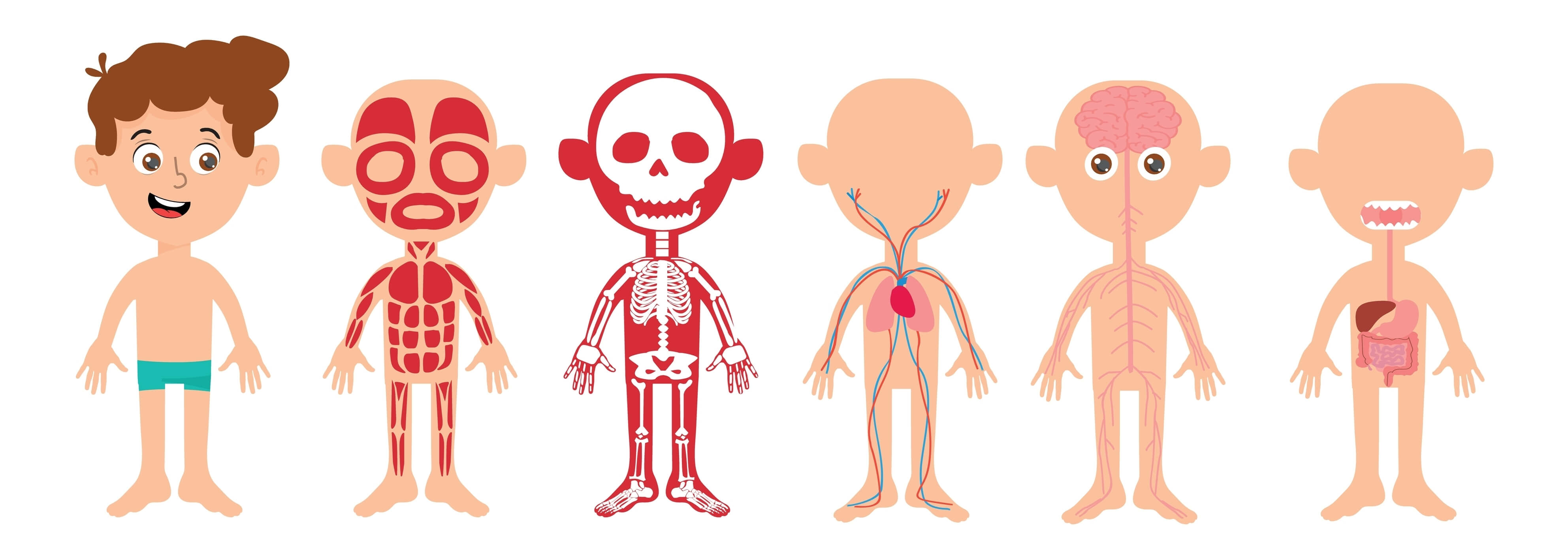 Imagenes Del Cuerpo Humano Para Ninos Ideas De Actividades Para